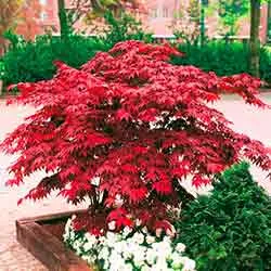 Juharok > Díszfák/Díszcserjék | Az Ön kertésze | STARKL WEB SHOP