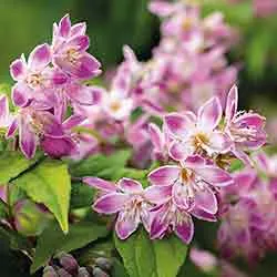 Egyéb díszcserjék > Díszfák/Díszcserjék | Az Ön kertésze | STARKL WEB SHOP