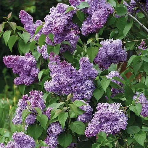 Orgonák > Díszfák/Díszcserjék | Az Ön kertésze | STARKL WEB SHOP